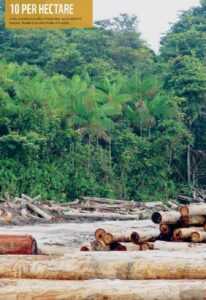 Guyana Logging Code of Practice - Guyana Graphic - Current & Historical ...